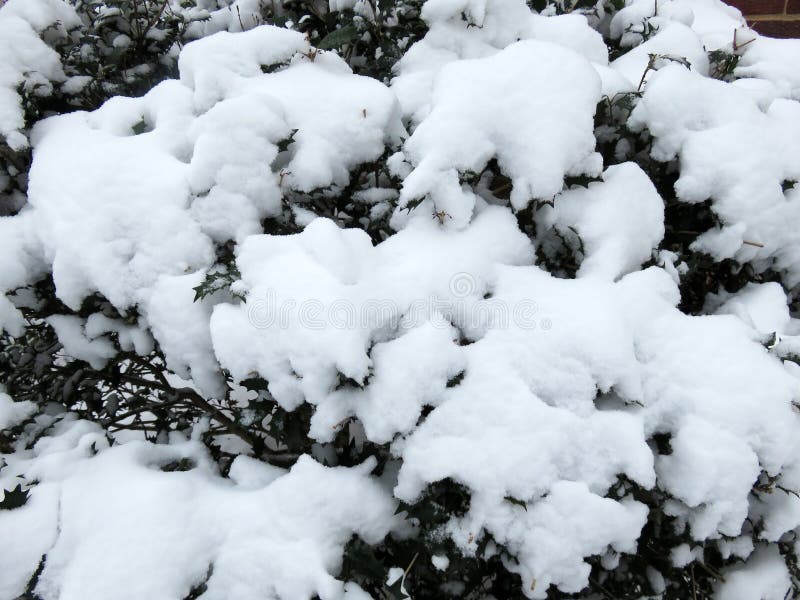 Cold Winter Snow on a Bush stock photo. Image of snow - 209139078