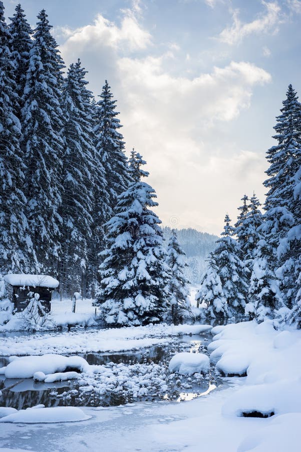 Cold Winter Snow Landscape at River Stock Photo - Image of rural, clear ...