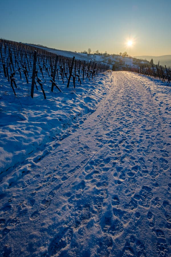 Cold Winter Snow with Sun in a Road Vineyard Landscape Stock Photo ...