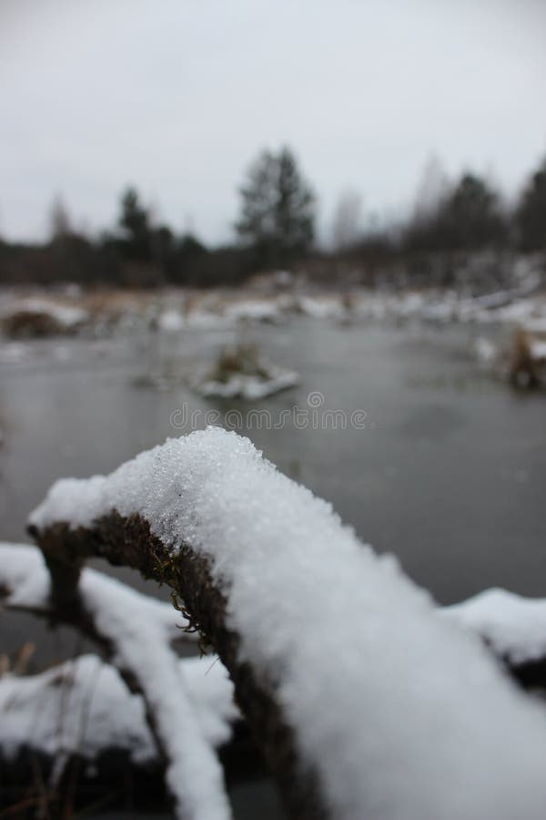 Cold Winter Snow Tree and Water Stock Photo - Image of branch, plant ...