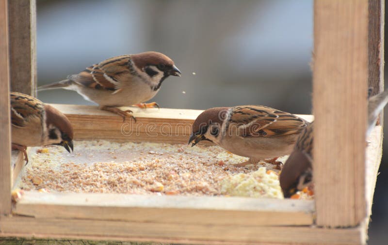 In the Cold Winter, Sparrows Peck Food in an Artificial Feeder Stock ...