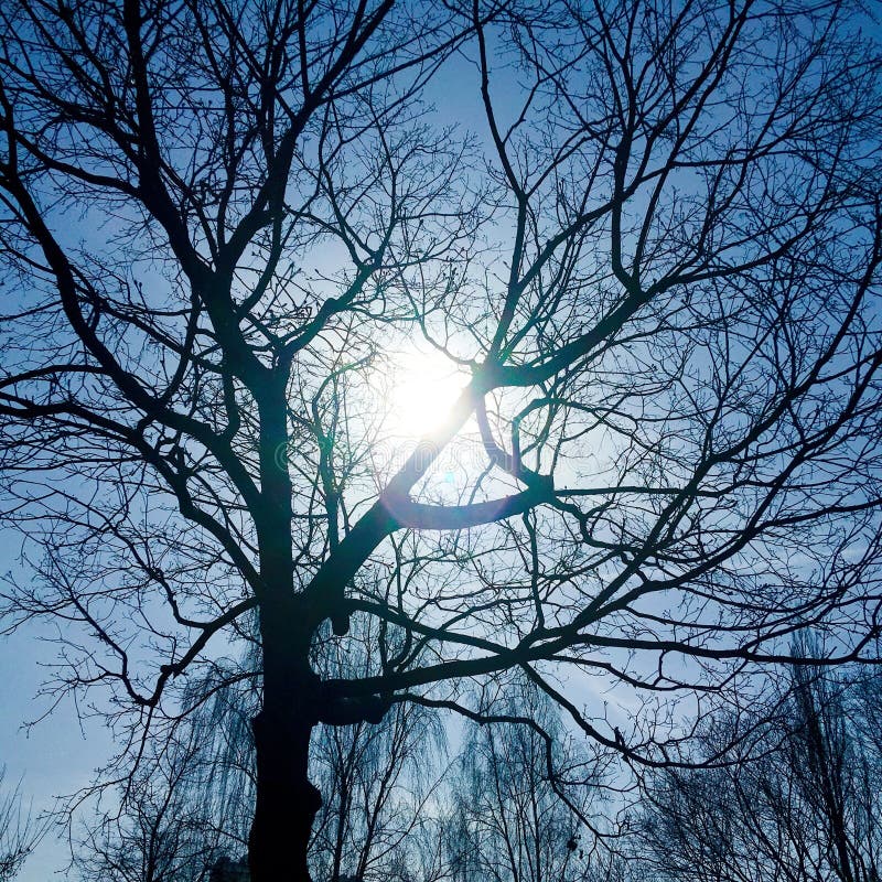 Cold winter sun stock image. Image of frosty, winter - 268185215