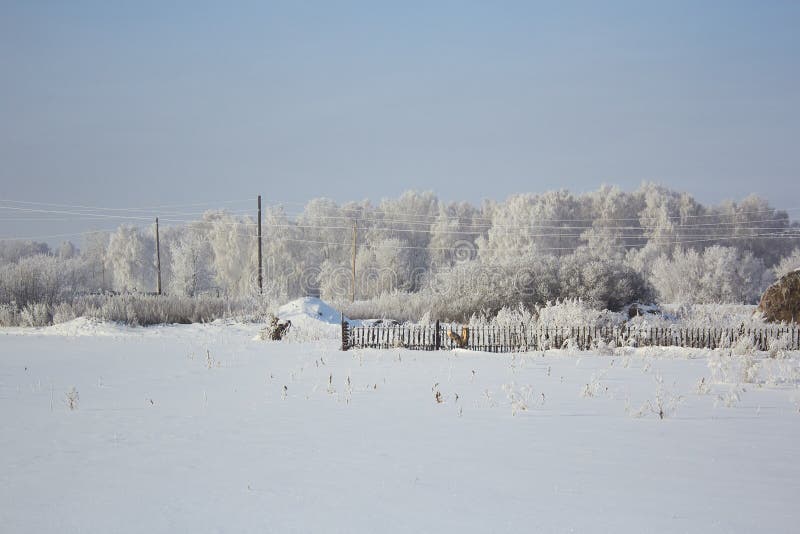 Cold Winter Weather Fields Nature Lots of Snow, Everything is Frozen ...