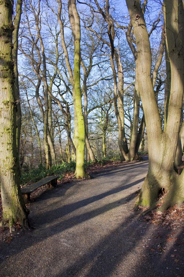 Cold Winters Morning in the Woods Stock Image - Image of leaves, lots ...