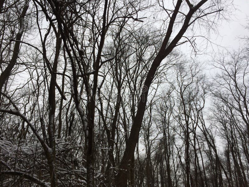 Cold woods stock photo. Image of trees, woods, cold - 133035860