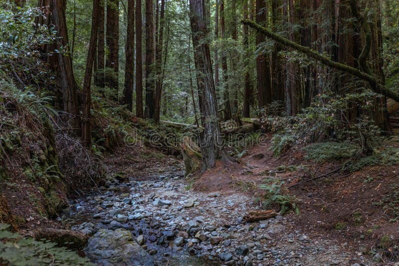 Cold Woods with Tall Trees and Rock Bottom Paths with Water Stream ...