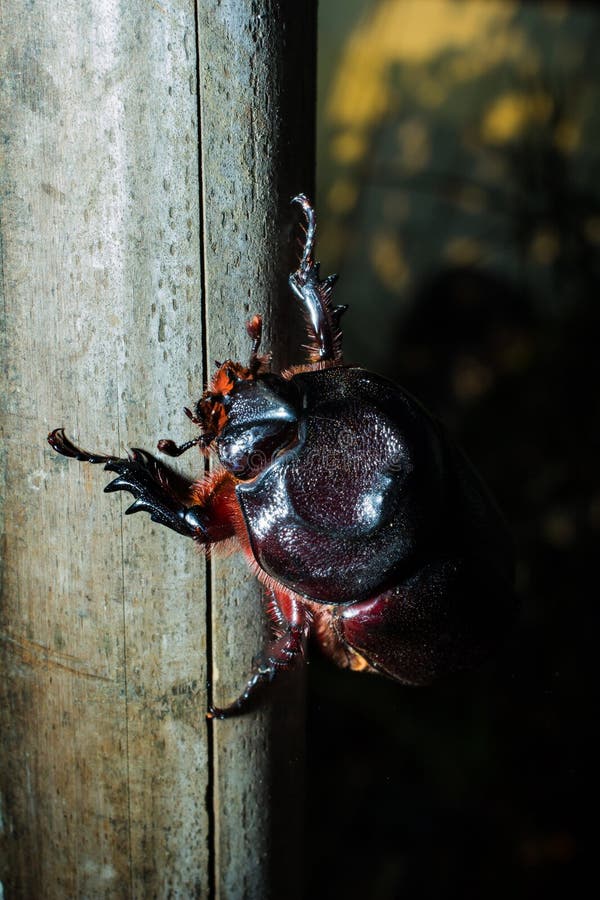 Coleópteros imagem de stock. Imagem de vista, animais - 63661751