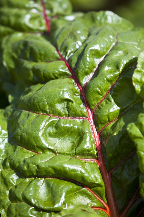 Cole stock photo. Image of cabbage, dirt, harvest, vegetable - 10663708