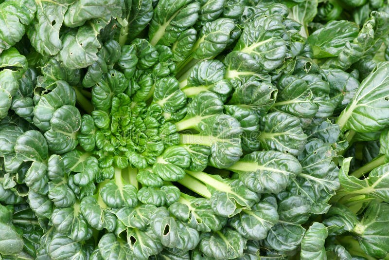 Cole close-up stock photo. Image of kale, vegetable, nourishment - 10615028