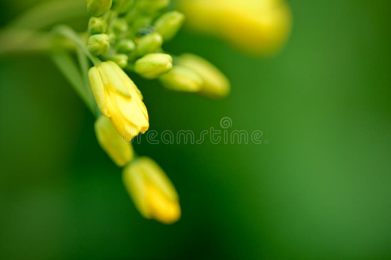 Cole stock image. Image of spring, yellow, green, cole - 5592739
