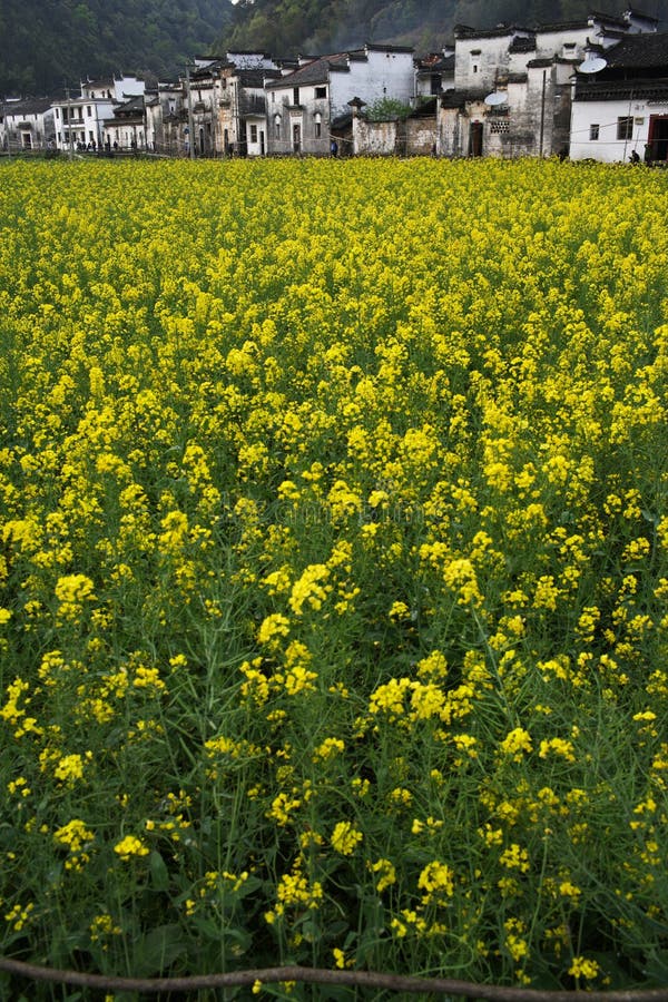 Cole flower stock image. Image of china, arch, byway - 11209225