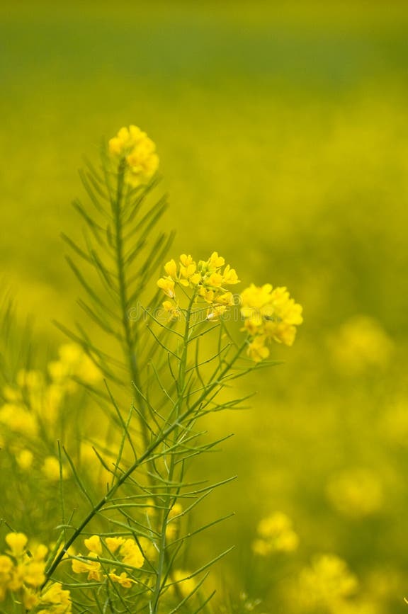Cole flower stock photo. Image of agriculture, honey - 13488674