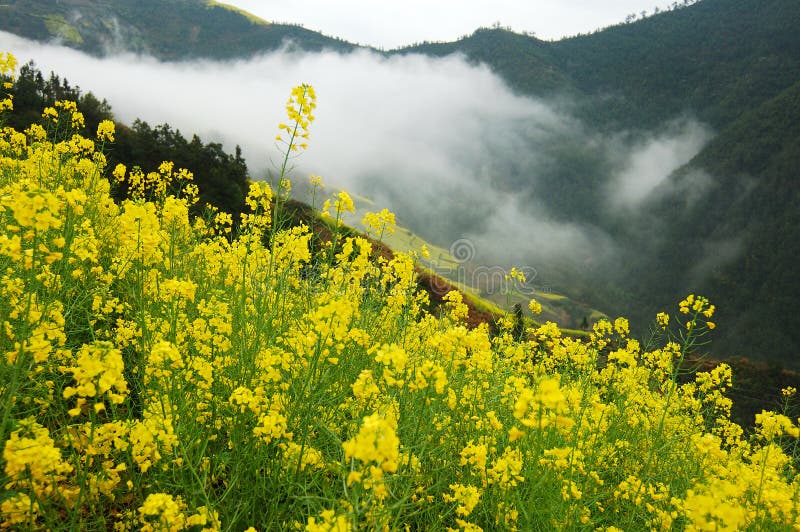 Cole flower stock photo. Image of cloud, farmland, blooming - 3322482