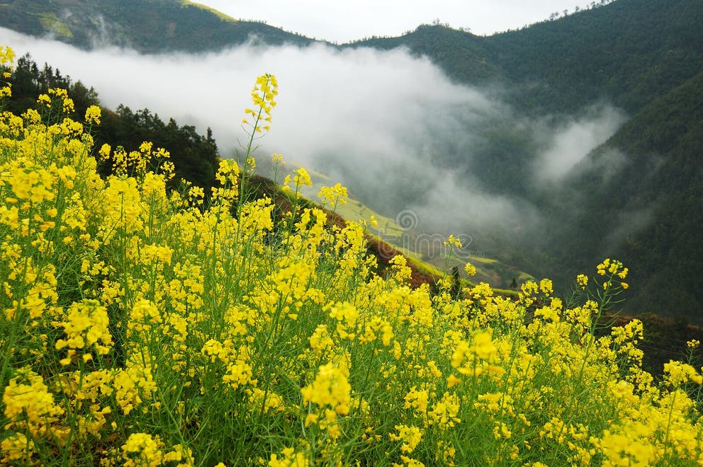 Cole flower stock photo. Image of cloud, farmland, blooming - 3322482