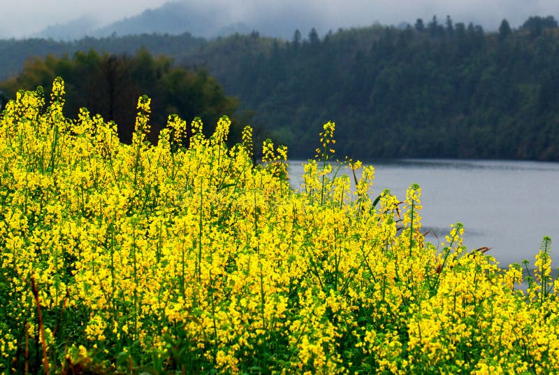 Cole flower stock image. Image of cole, growth, spring - 4623561