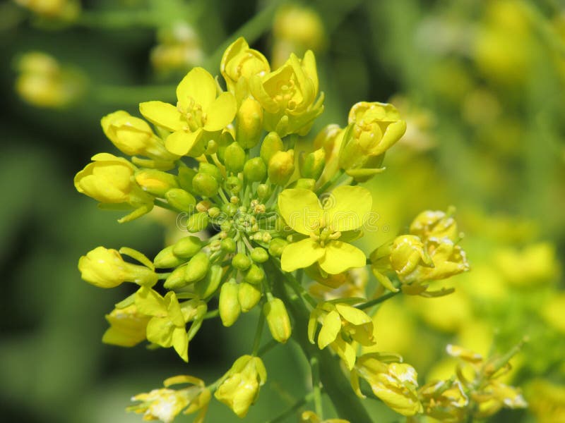 Cole flower stock image. Image of green, contrast, farming - 75932771