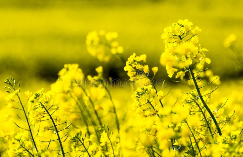 Cole flower stock photo. Image of agriculture, honey - 13488674