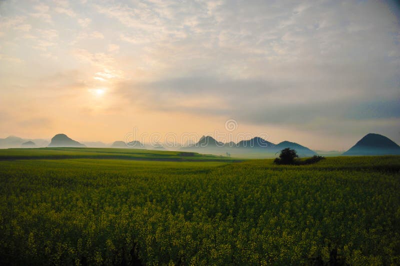 Cole flower field, China stock image. Image of dawn, yellow - 78467429
