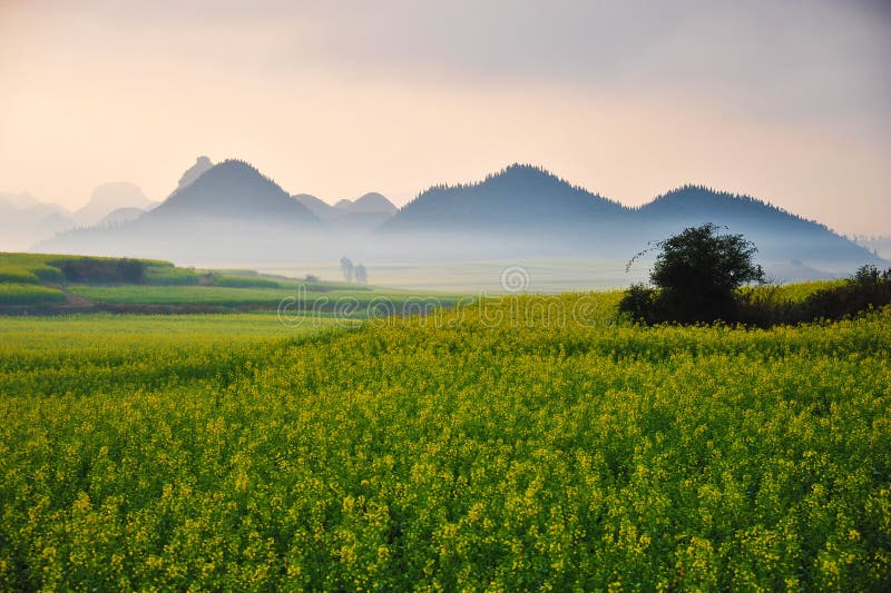 Cole flower field, China stock image. Image of terrace - 78467873