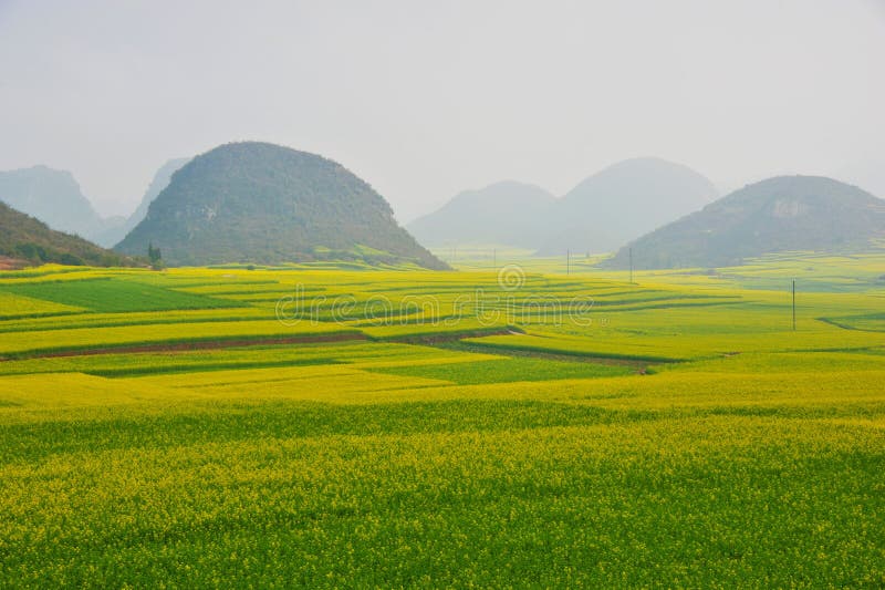 Cole flower field, China stock image. Image of landscape - 78468463
