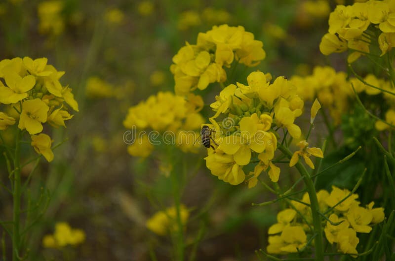 Field of cole flowers stock image. Image of landscapes - 27719647
