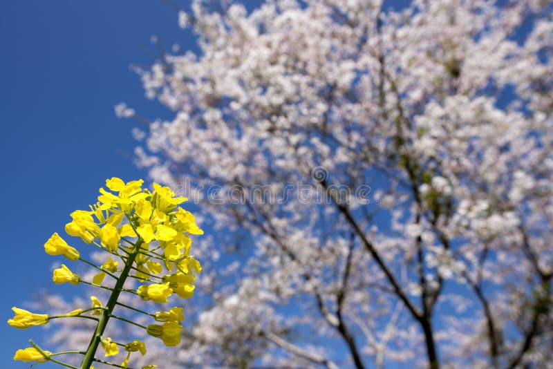 Cole flower stock image. Image of delicate, agriculture - 34711271