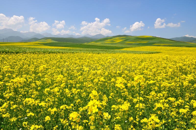 Cole Flower Landscape stock photo. Image of flowers, landscape - 15416802