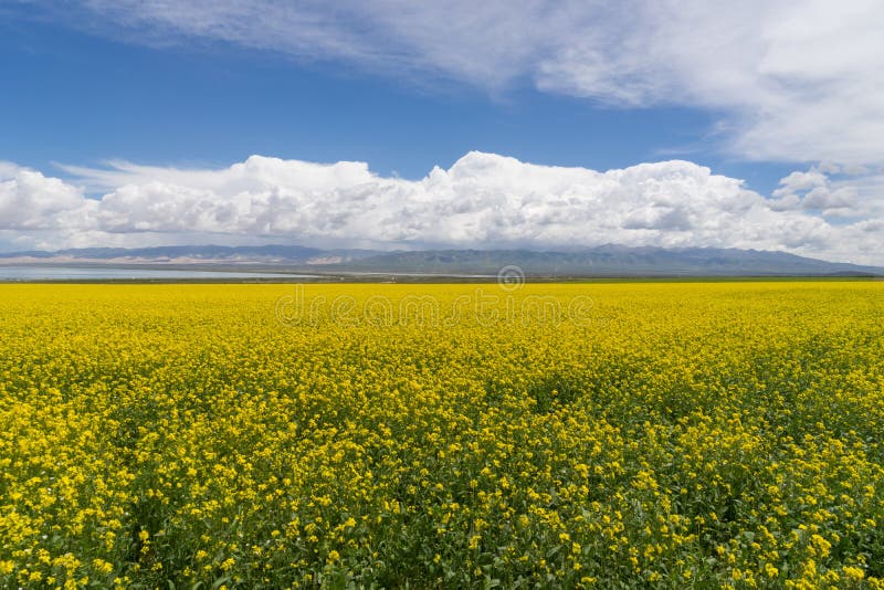 Cole Flower Landscape stock image. Image of farmland - 58702333