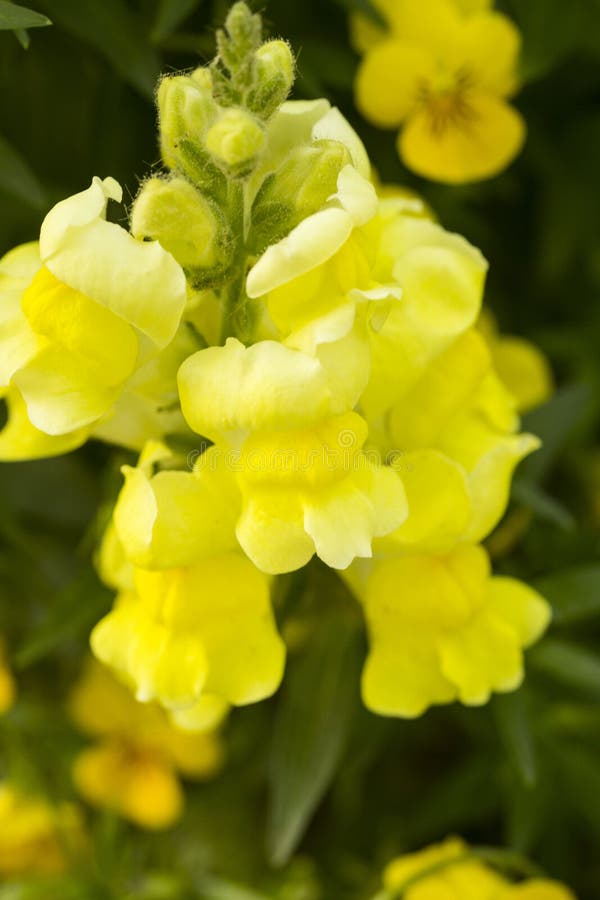 Cole flower in spring stock photo. Image of spring, blur - 68481928