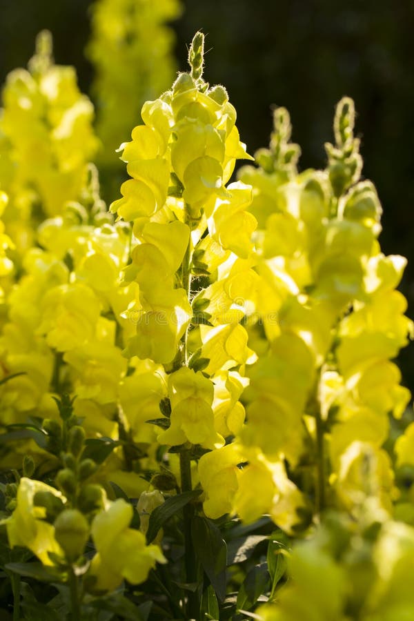 Cole flower in spring stock image. Image of wildflower - 68481959