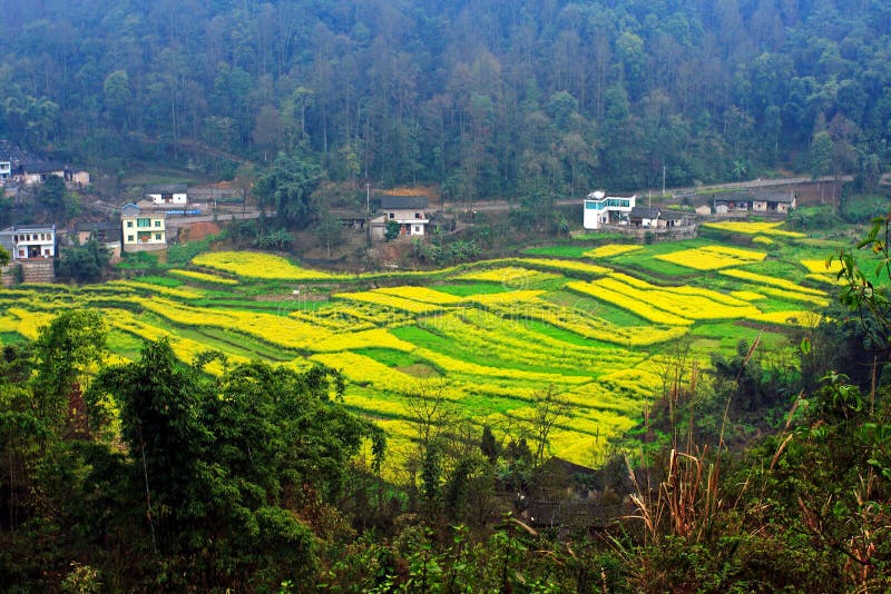 Cole flower stock image. Image of tree, water, terrace - 36807701