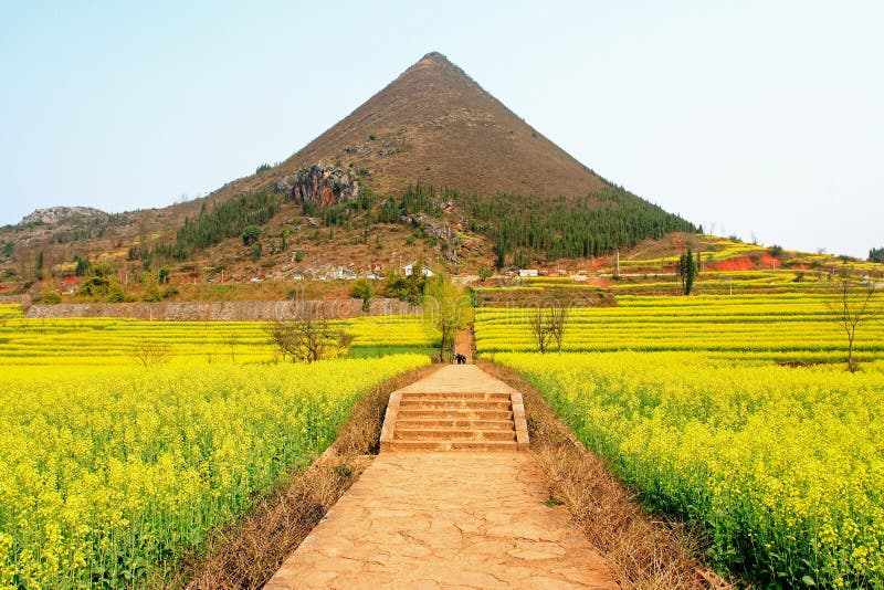 Cole flower stock photo. Image of inland, tree, water - 36807712