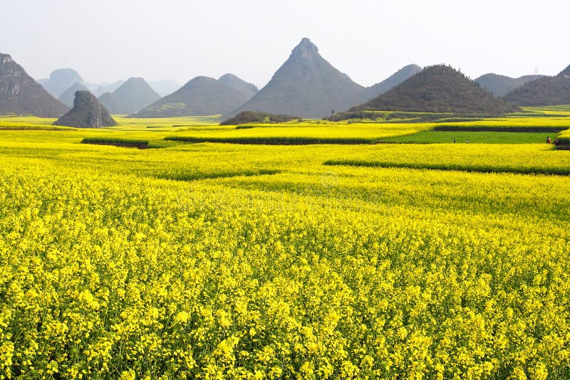 Cole flower stock image. Image of agriculture, sunshine - 36807733