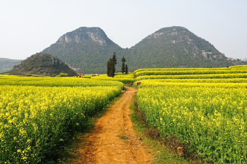 Cole flower stock photo. Image of inland, sunshine, nature - 36807768