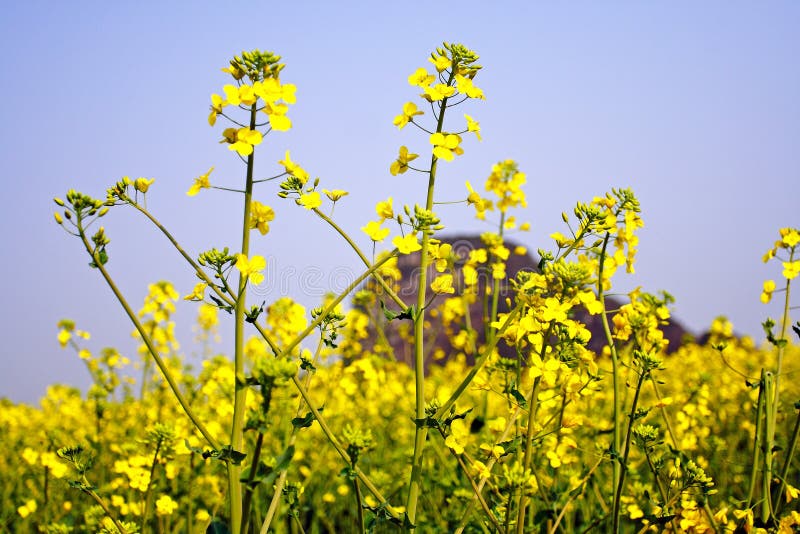 Cole flower stock photo. Image of interior, china, terrace - 36807774