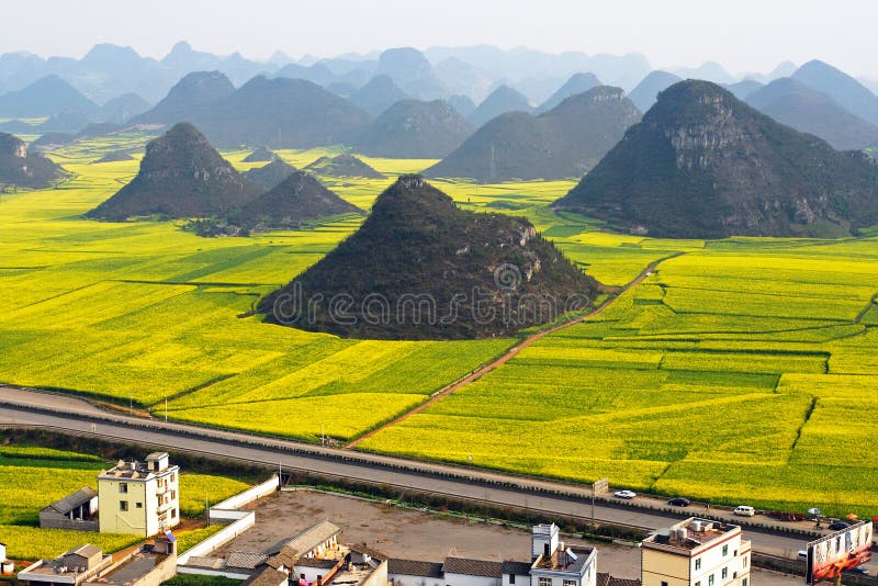 Cole flower stock image. Image of field, agriculture - 36807777