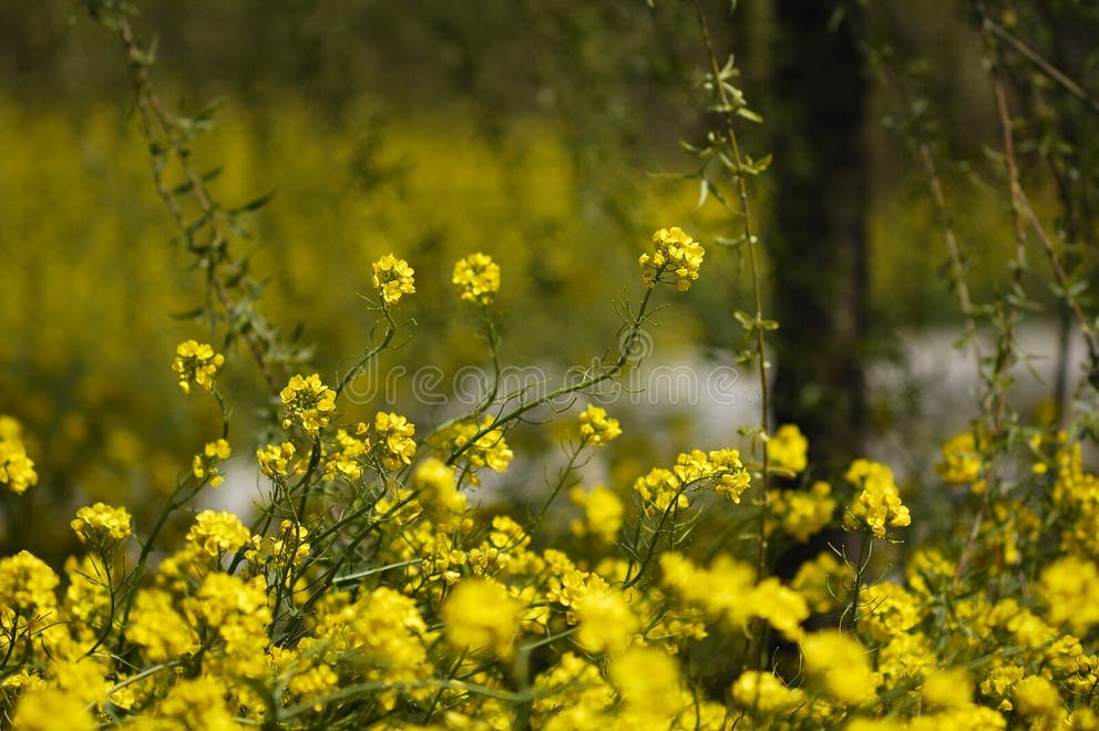 Cole flowers 10 stock photo. Image of spring, flowers - 14069770