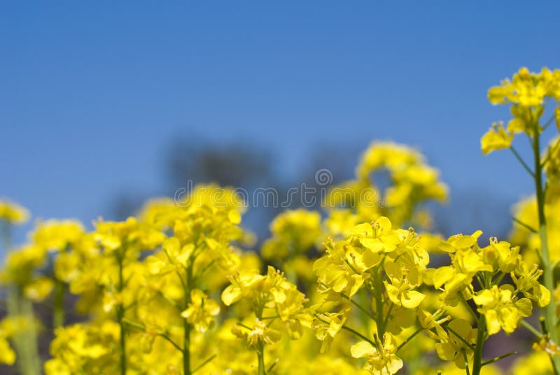 Cole Flower and Cherry Blossoms Stock Image - Image of flowery, natural ...