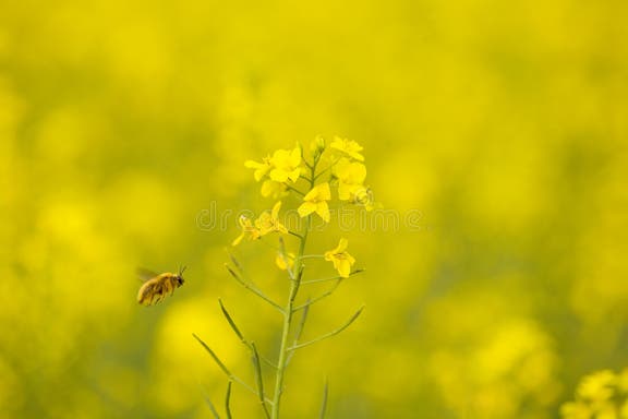 Cole flowers & bee stock photo. Image of farmland - 4817698
