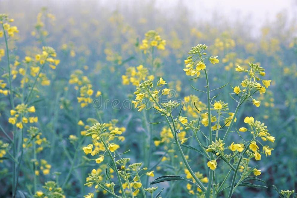 Cole flowers stock photo. Image of flowers, flower, yellow - 76819906
