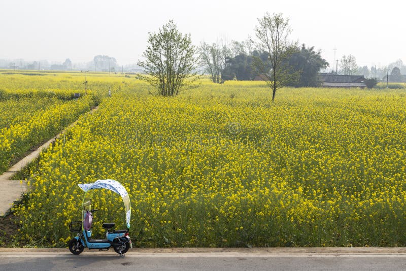 Cole Flowers in Chengdu,china Editorial Stock Photo - Image of china ...