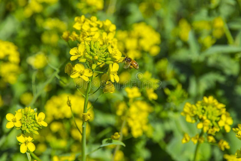 Cole flowers stock image. Image of full, cole, flower - 76764875