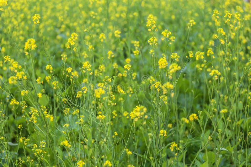 Cole flowers stock photo. Image of scenery, pastoral - 63834668
