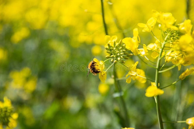 Cole flowers in spring stock photo. Image of gathering - 175720880