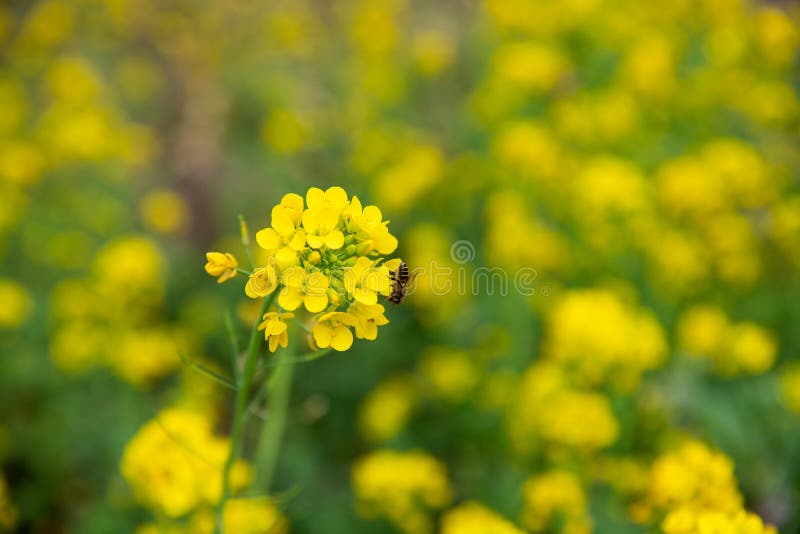 Cole flowers in spring stock image. Image of gathering - 214283107