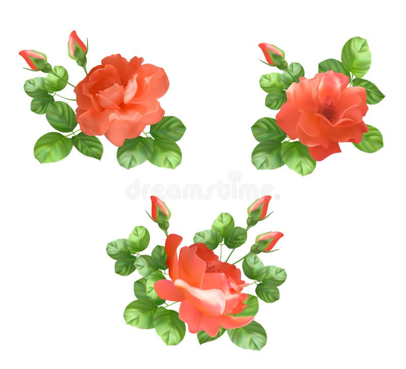 Colección Color De Rosa De La Flor Del Vector Ilustración del Vector ...