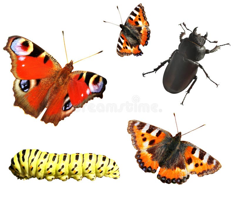 Colección de insectos foto de archivo. Imagen de aislado - 26629638
