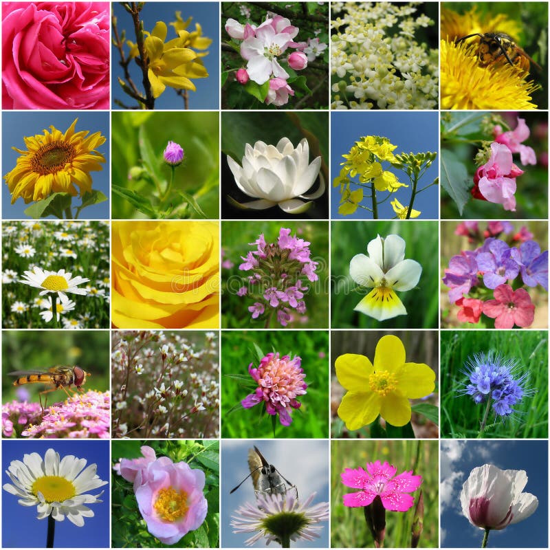 El Resorte Florece El Collage Foto de archivo - Imagen de flor ...