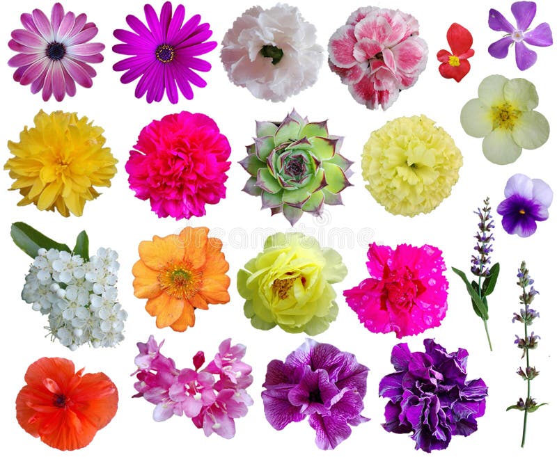 Colección De Varias Flores Rosadas, Púrpuras, Rojas Foto de archivo ...