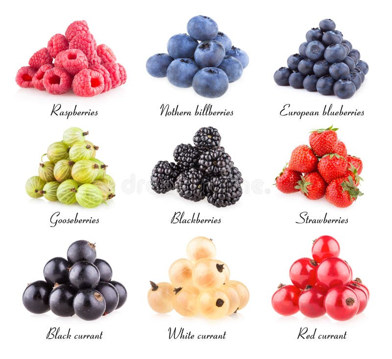 Colección De Las Imágenes De La Baya Imagen de archivo - Imagen de ...